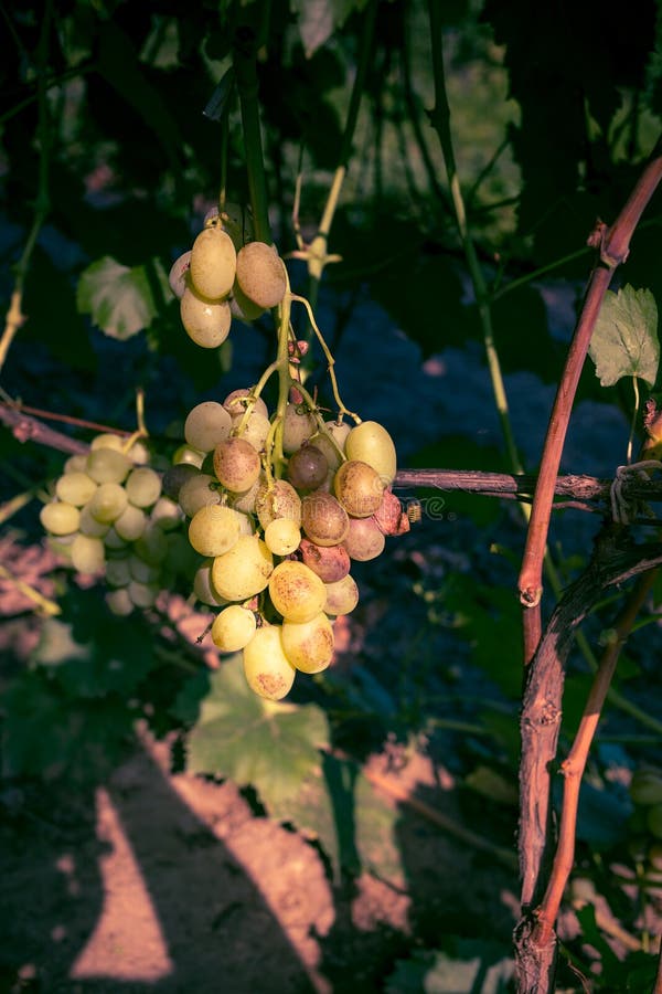 Rotten vine in the garden stock image. Image of dead - 158729897