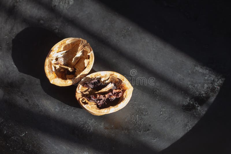 382 Rotten Walnut Stock Photos - Free & Royalty-Free Stock Photos from ...