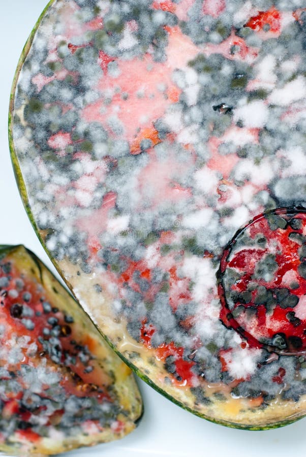 Mould stock image. Image of blue, disgusting, nature - 26181109