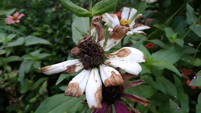 Rotten White Radish Close Up from Garden Stock Photo - Image of flower ...