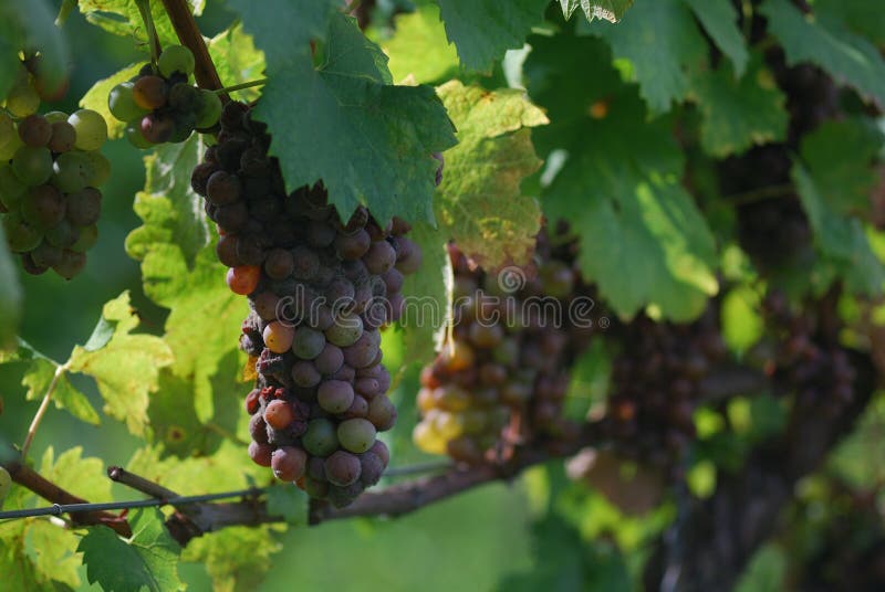 Rotten White Grapes in the Vineyard Stock Photo - Image of land ...
