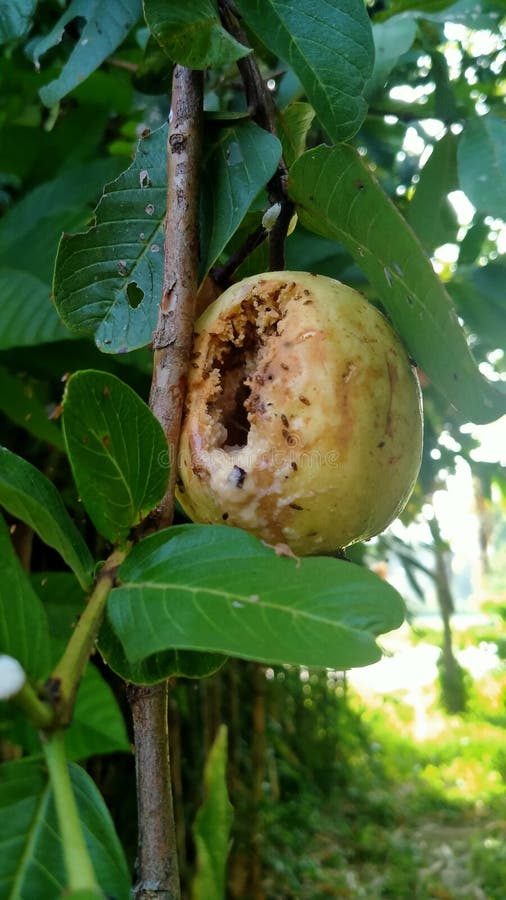 Rotten white guava stock image. Image of tree, autumn - 250864515