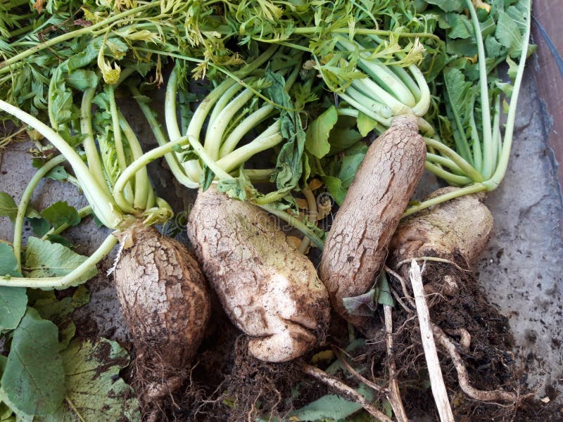 Rotten White Radish Vegetable from Garden Stock Photo - Image of white ...