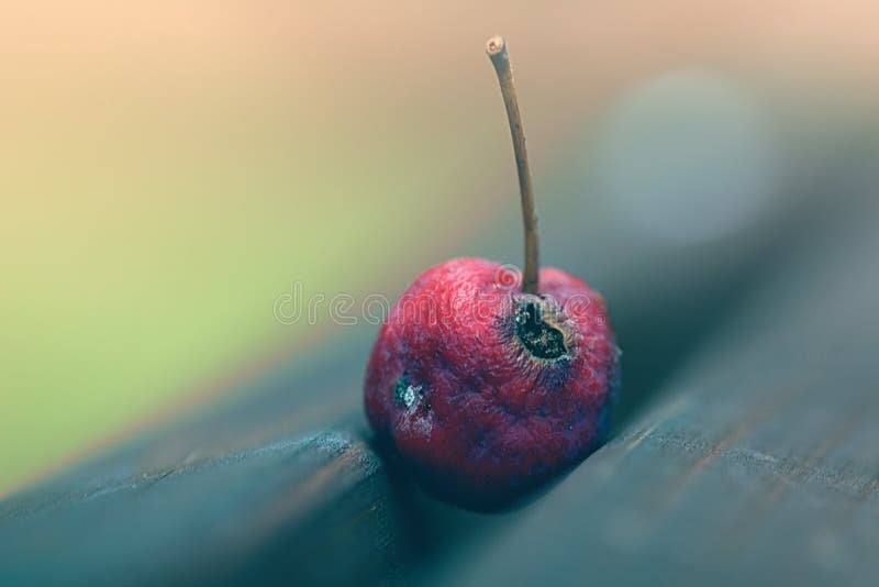 Rotten wild apple stock photo. Image of fruit, single - 123166872