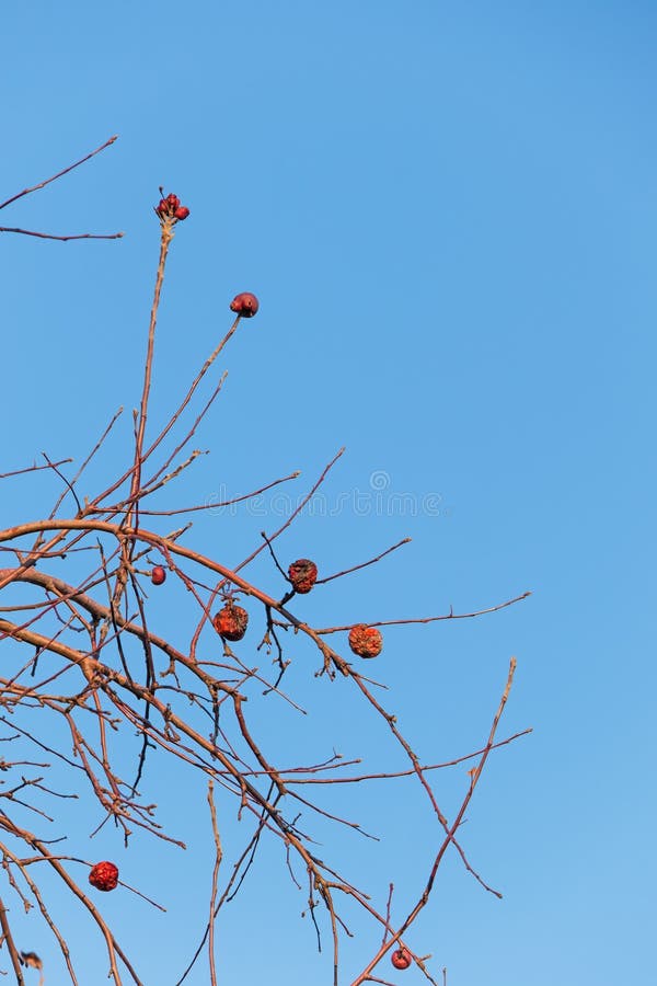 Rotten and Withered Apples on the Branches of a Tree without Leaves ...