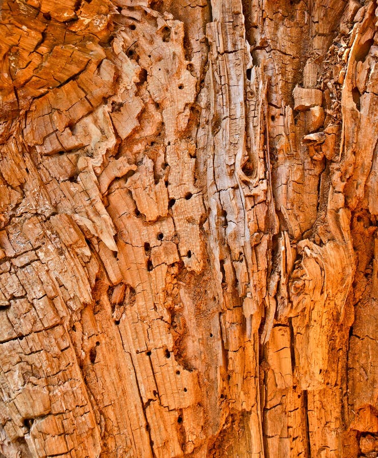 Rotten wood stock image. Image of ecological, fiber, endure - 26308713