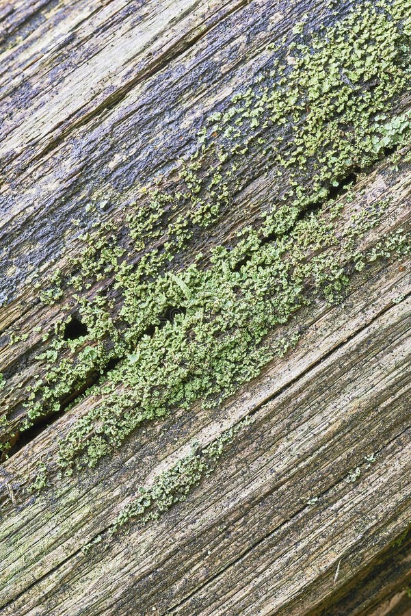 Rotten wood stock photo. Image of aged, effect, rustic - 52865418