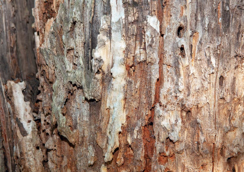 Rotten wood background stock photo. Image of corroded - 184149916