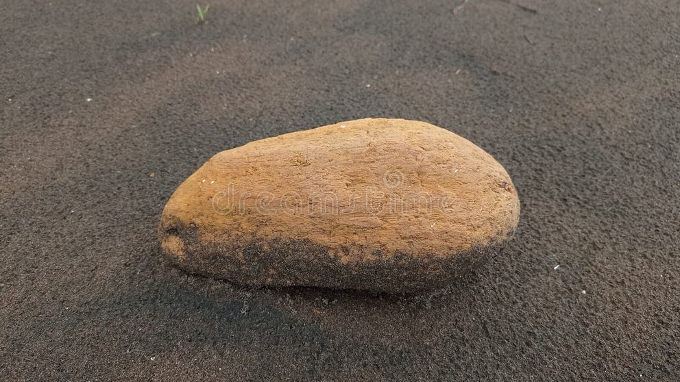 Rotten wood on the beach stock image. Image of sand - 359271399