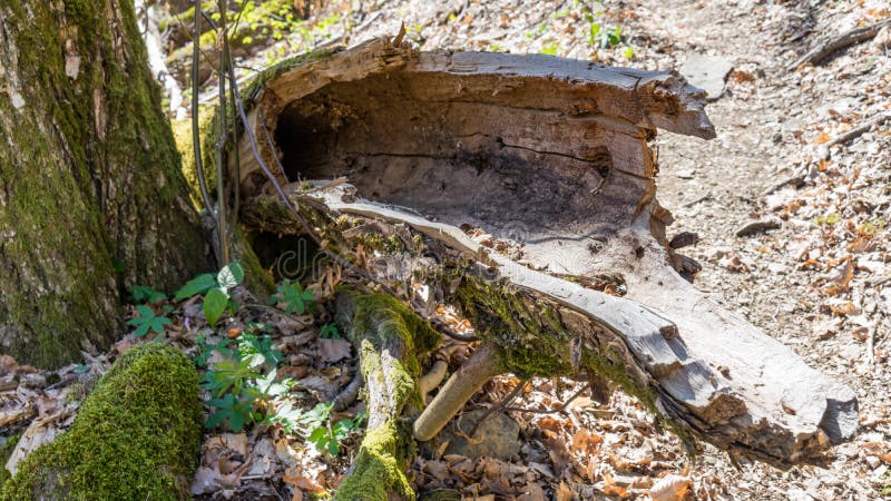 Rotten Wood. Broken Timber in Forest of Sochi, Russia. Stock Photo ...