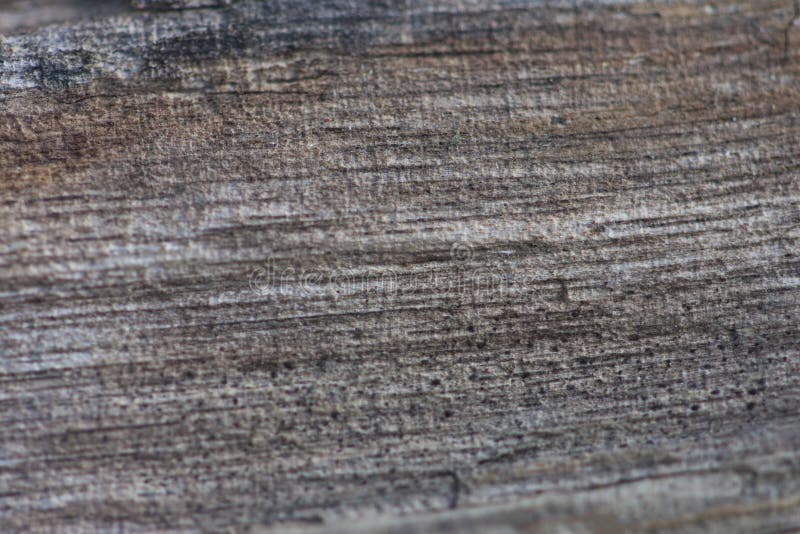 Rotten wood stock image. Image of material, dirty, decay - 83815929