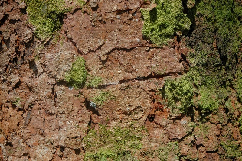Rotten Wood Covered with Moss Stock Photo - Image of tree, natural ...
