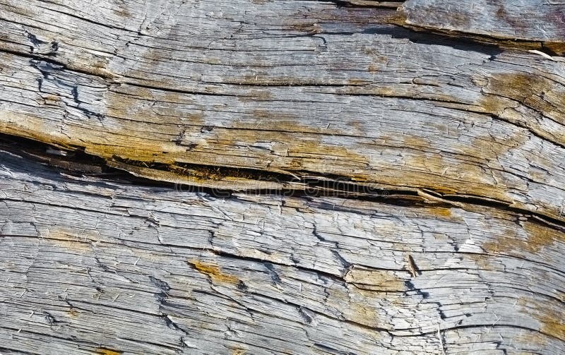 Old Rotten Wood on Shore of Lake Stock Image - Image of natural ...