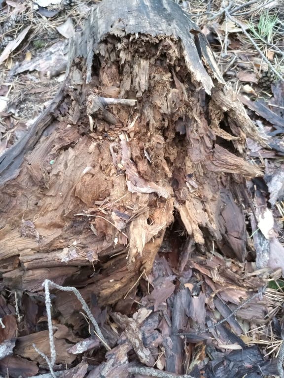 Rotten Wood of a Fallen Tree Root in the Forest Stock Image - Image of ...