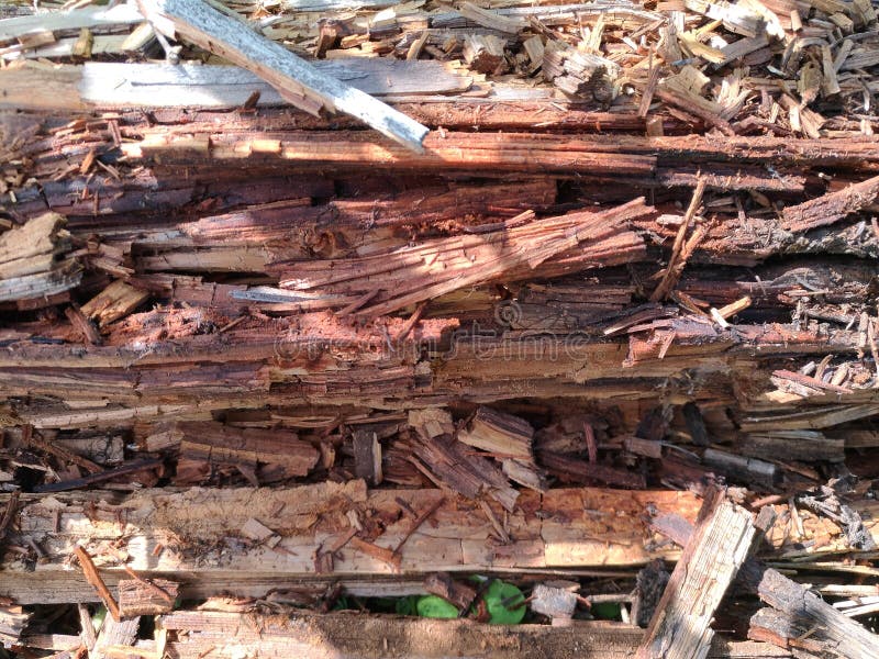 Rotten wood stock photo. Image of woods, fallen, forest - 93419908