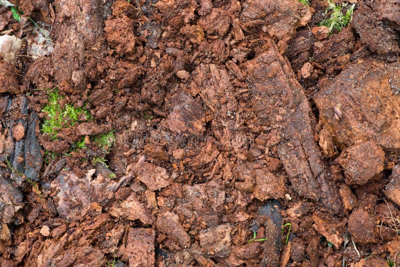 Rotten Wood in Forest Closeup Stock Photo - Image of agriculture ...