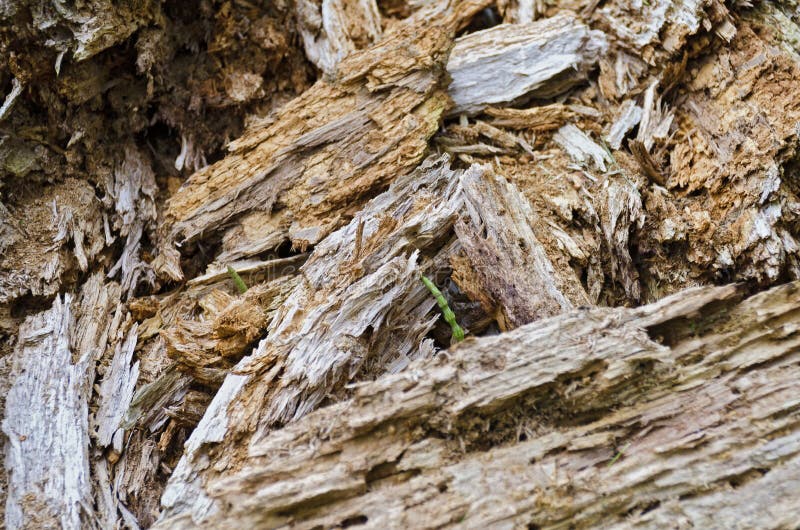 Rotten wood stock photo. Image of sprouts, shoots, sprout - 55739802
