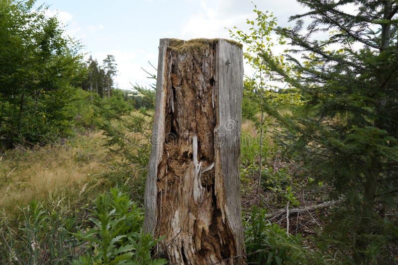 Rotten Wood Left in the Forest is a Breeding Ground Stock Image - Image ...
