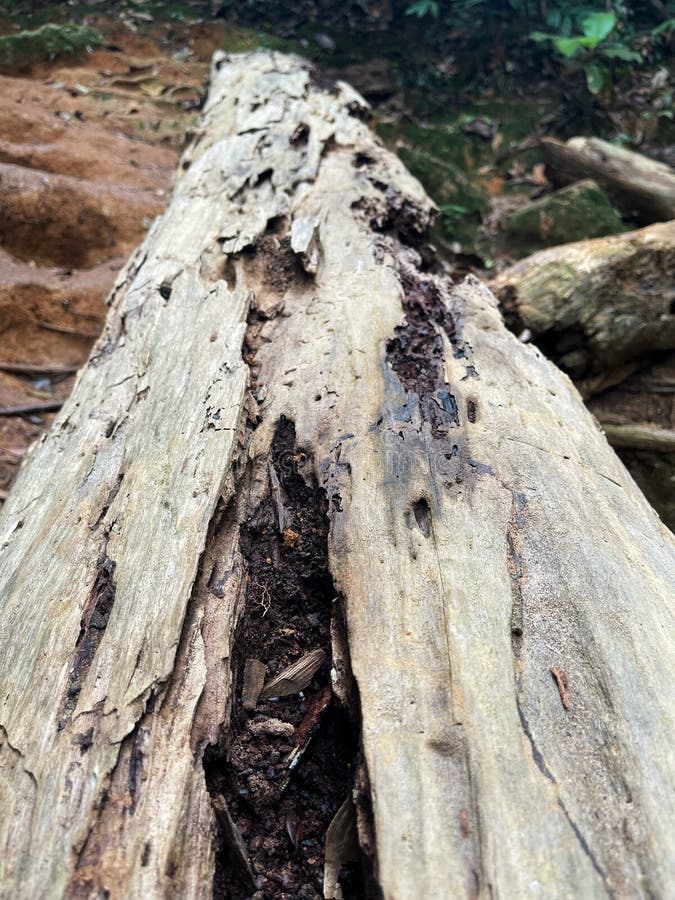 Rotten wood stock photo. Image of grunge, aged, dirty - 287954230