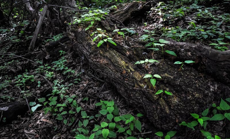Rotten Wood Log, Dead Fallen Tree Overgrown with Shoots of Young Trees ...