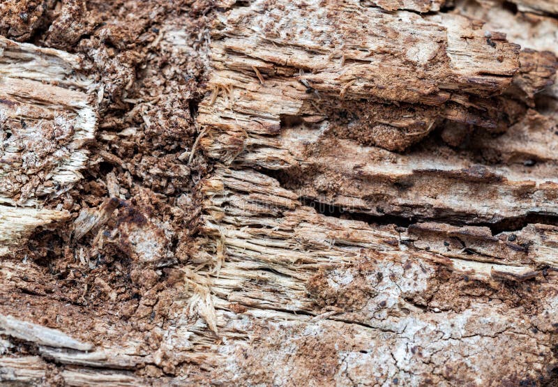 Rotten wood stock image. Image of brown, material, nature - 38555579