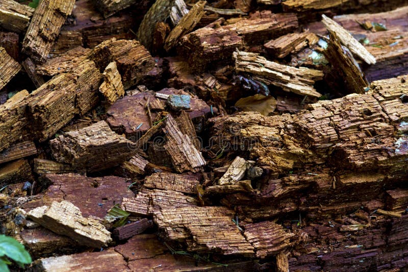 Rotten wood stock image. Image of decay, pieces, details - 49091619