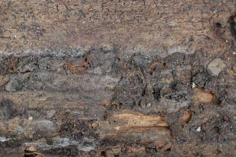 Rotten wood stock image. Image of natural, table, plank - 169886025