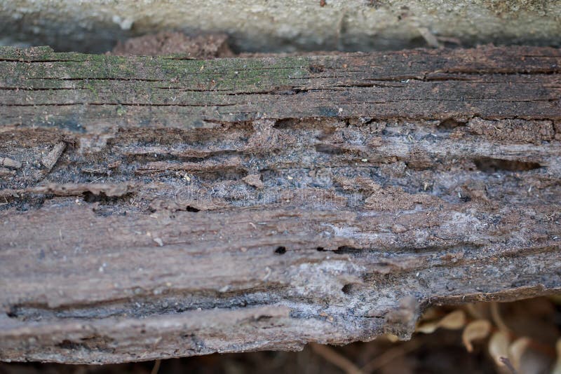 Rotten wood stock photo. Image of panel, abstract, table - 169886472