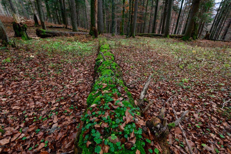Rotten Wood in a Primary Forest Stock Photo - Image of alps, park ...
