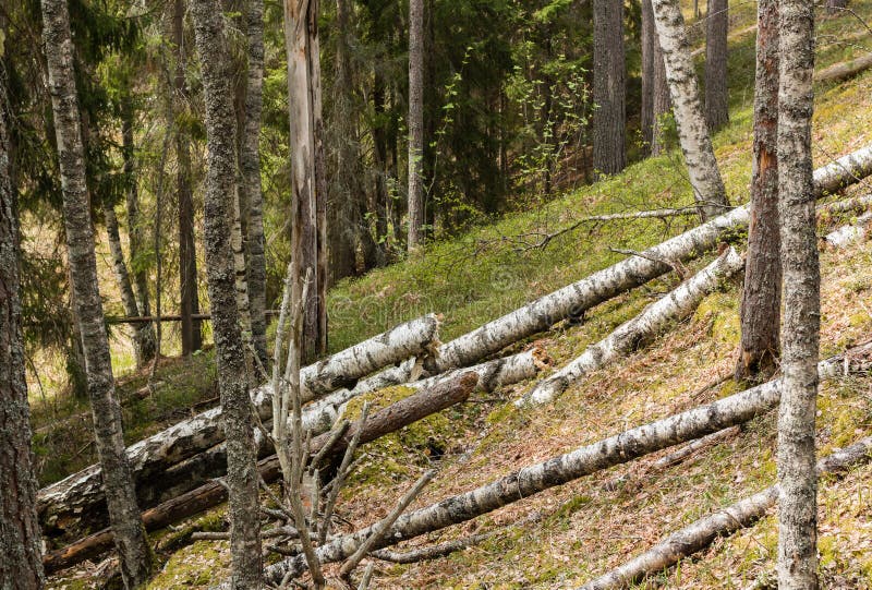 Rotten Wood in Ridge Forest Stock Image - Image of betula, spring: 93465761