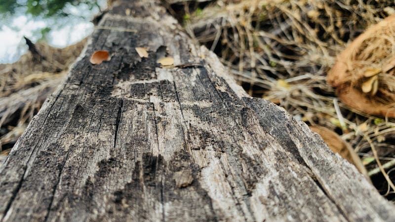 Rotten wood stock image. Image of fall, garbage, rotten - 265590259