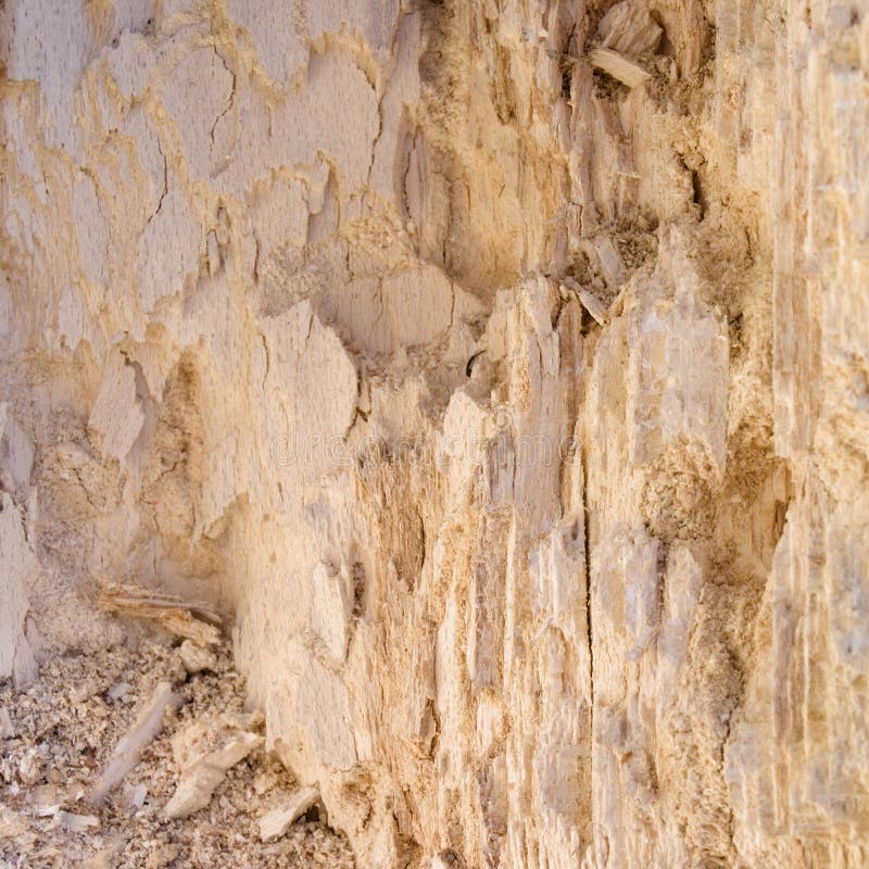 Rotten wood, texture stock image. Image of destruction - 3327065