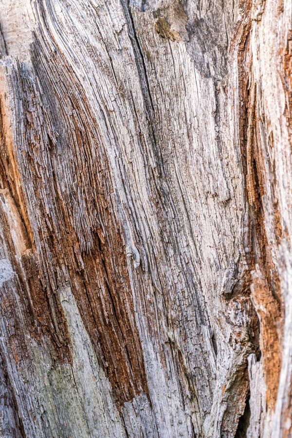 Rotten Wood texture detail stock photo. Image of desktop - 67193618