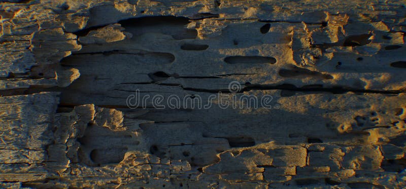 Rotten wood texture stock photo. Image of texture, design - 216097028