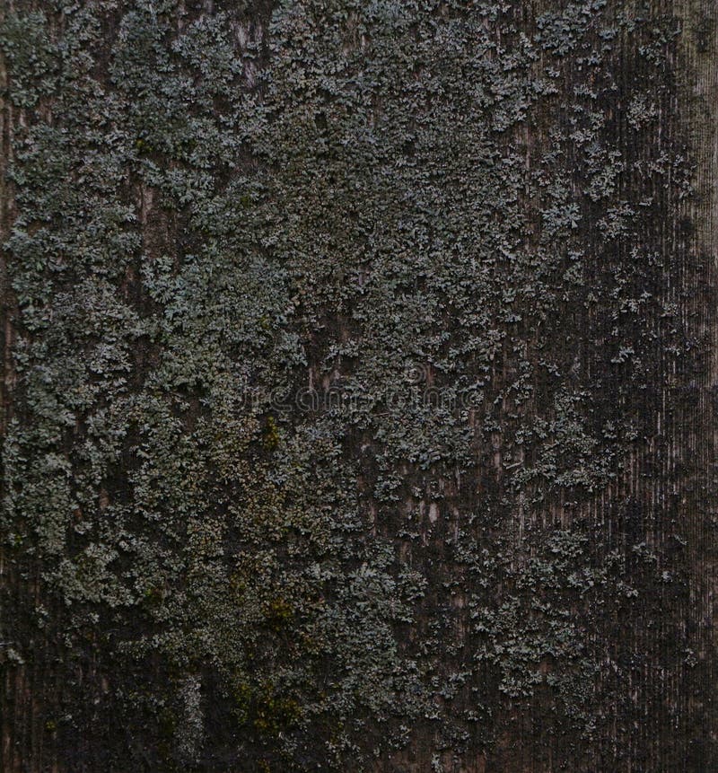 Rotten wood texture stock photo. Image of texture, material - 61928692