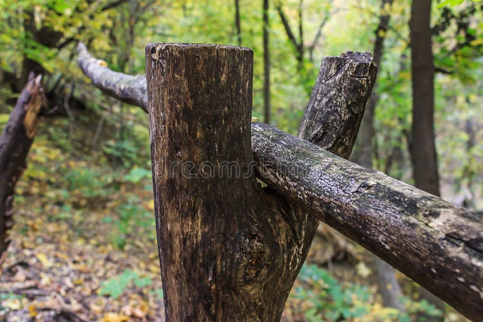 Rotten wooden bar stock image. Image of crotch, forest - 45692829