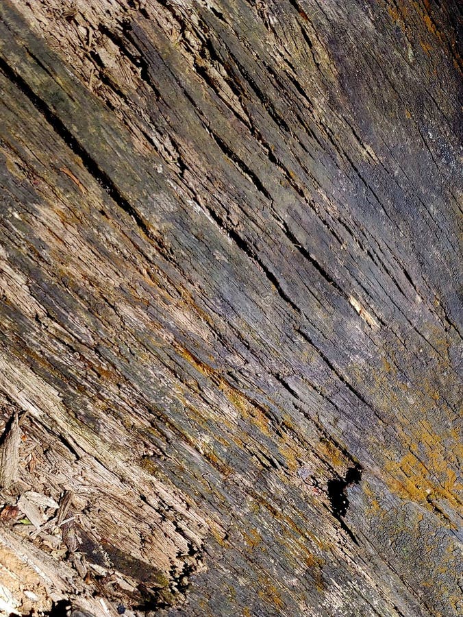 Rotten Woods Texture stock image. Image of bali, texture - 270290139