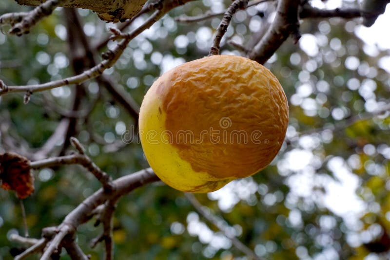 Rotten Yellow Apple on the Tree in Orchard Stock Photo - Image of ...
