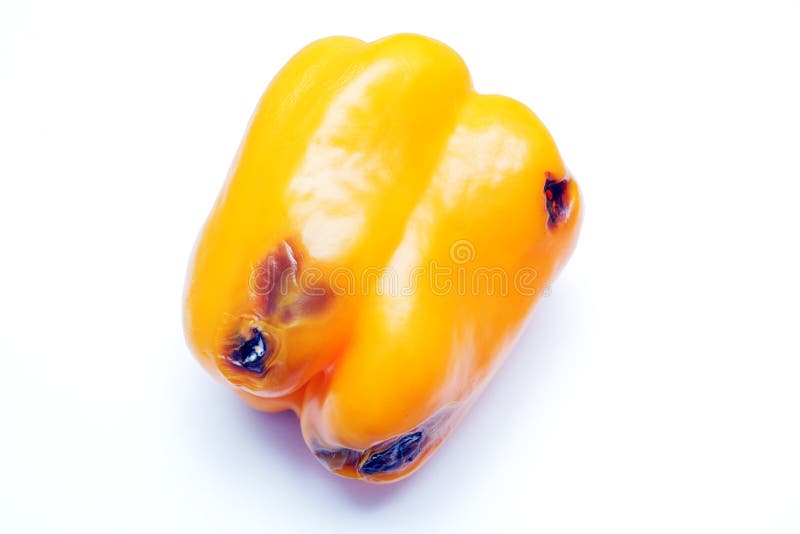 Moldy Red Bell Pepper Isolated on White Stock Image - Image of food ...