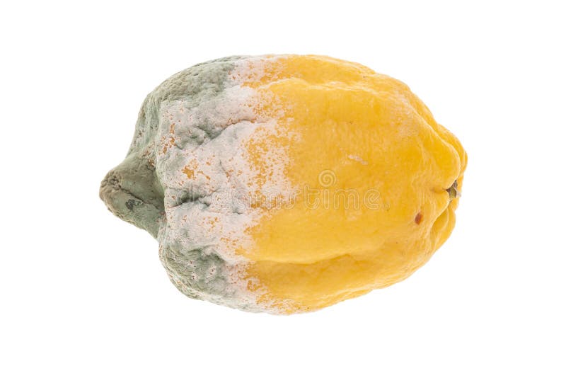 Rotten yellow lemon stock photo. Image of ripe, close - 54125360