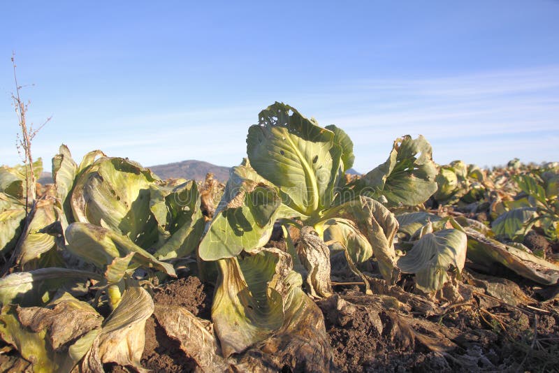 Rottend Gewas stock foto. Image of acre, ongeoogst, plantaardig - 36484622