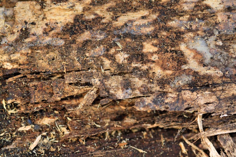 Rottend hout stock foto. Image of structuur, grimmig - 18836400