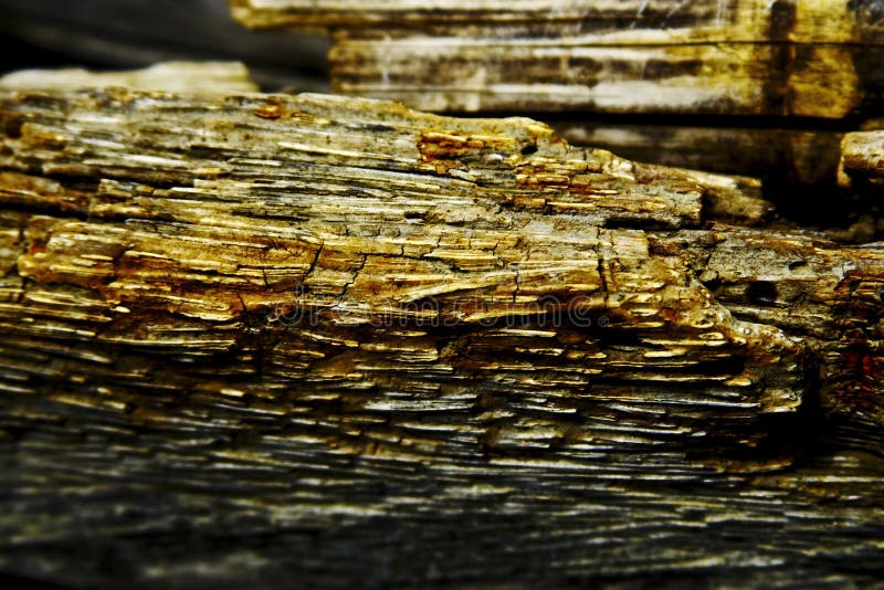 Rottend hout stock afbeelding. Image of goud, hout, boomstam - 4388747