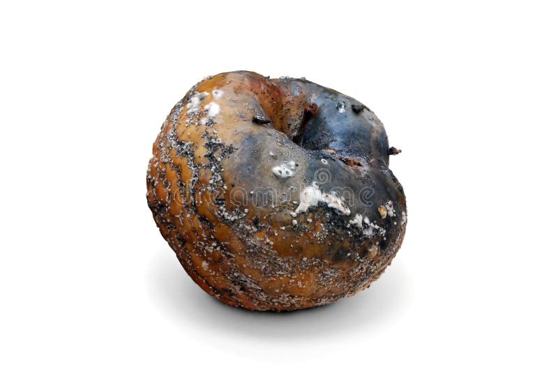 Rotting Apple stock image. Image of fruit, apple, scab - 12222997