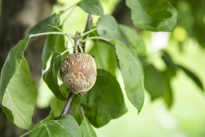 Rotting Apple Fruit on a Tree Affected by the Disease Stock Image ...