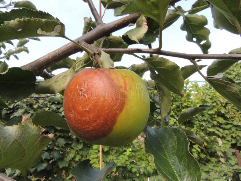 Rotting Apple Still on the Tree Stock Photo - Image of waste, abandoned ...