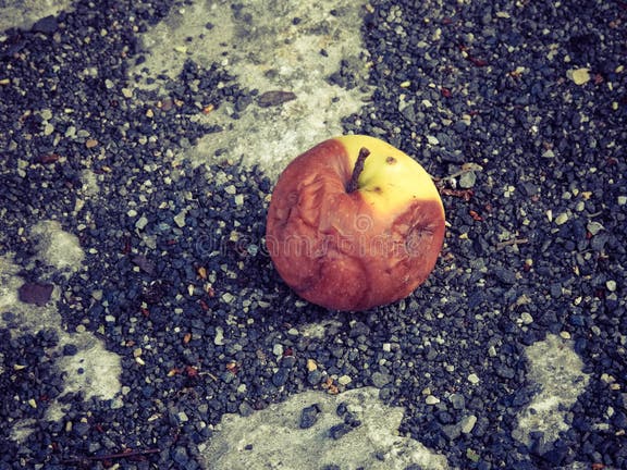 Rotting Apple on the Ground Stock Photo - Image of vegetarian, ripe ...