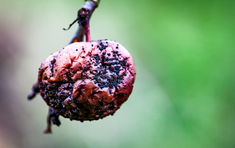 Rotting Apple Still on the Tree Stock Photo - Image of waste, abandoned ...