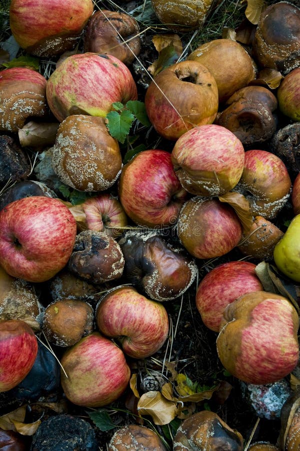 Rotting apples stock photo. Image of evanescence, rotting - 10732340