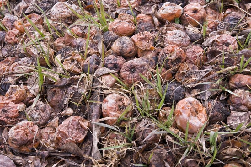 Rotting Apples stock image. Image of organic, mold, apples - 18836139